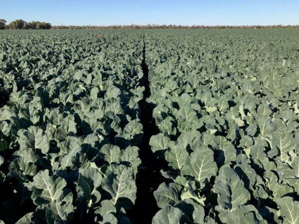 Meet Andrew and David Moon, Moonrocks Farm | QCWA Country Kitchens