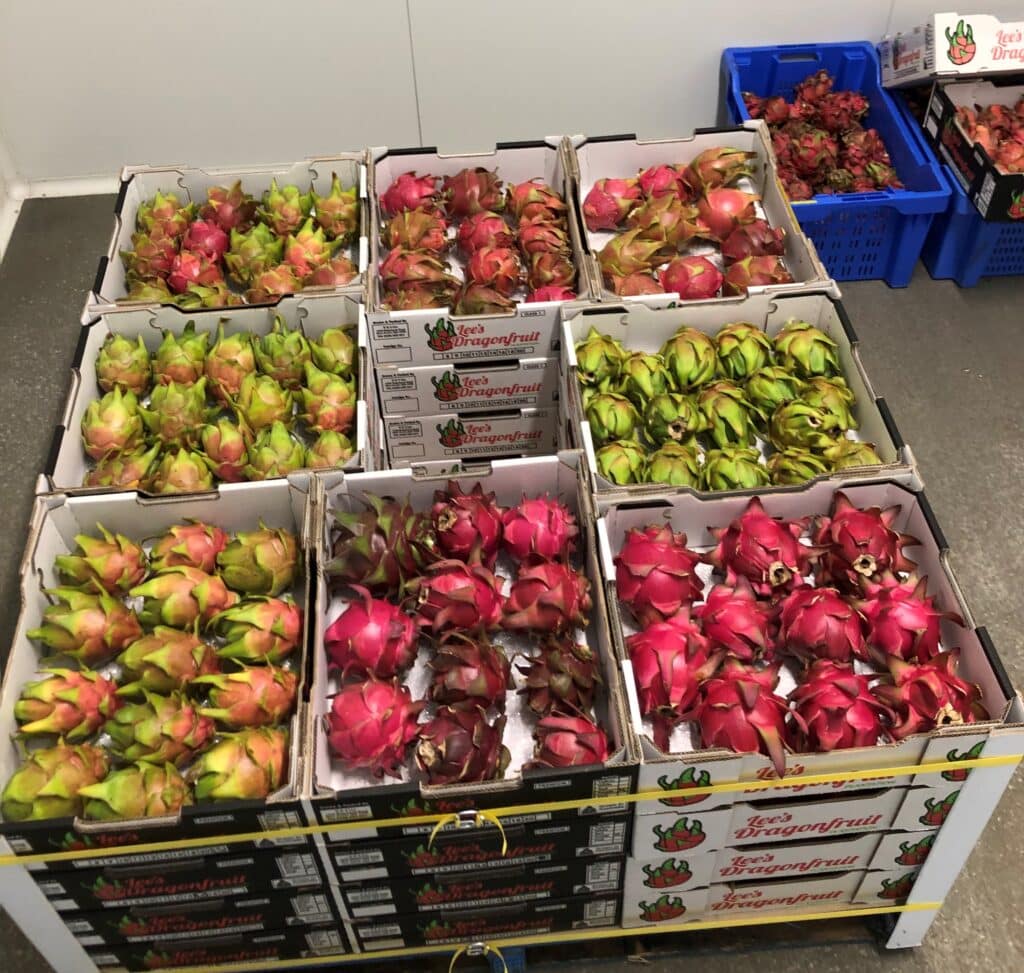 Meet Sue and Gary Lee – Lee’s Dragonfruit Plantation | QCWA Country ...