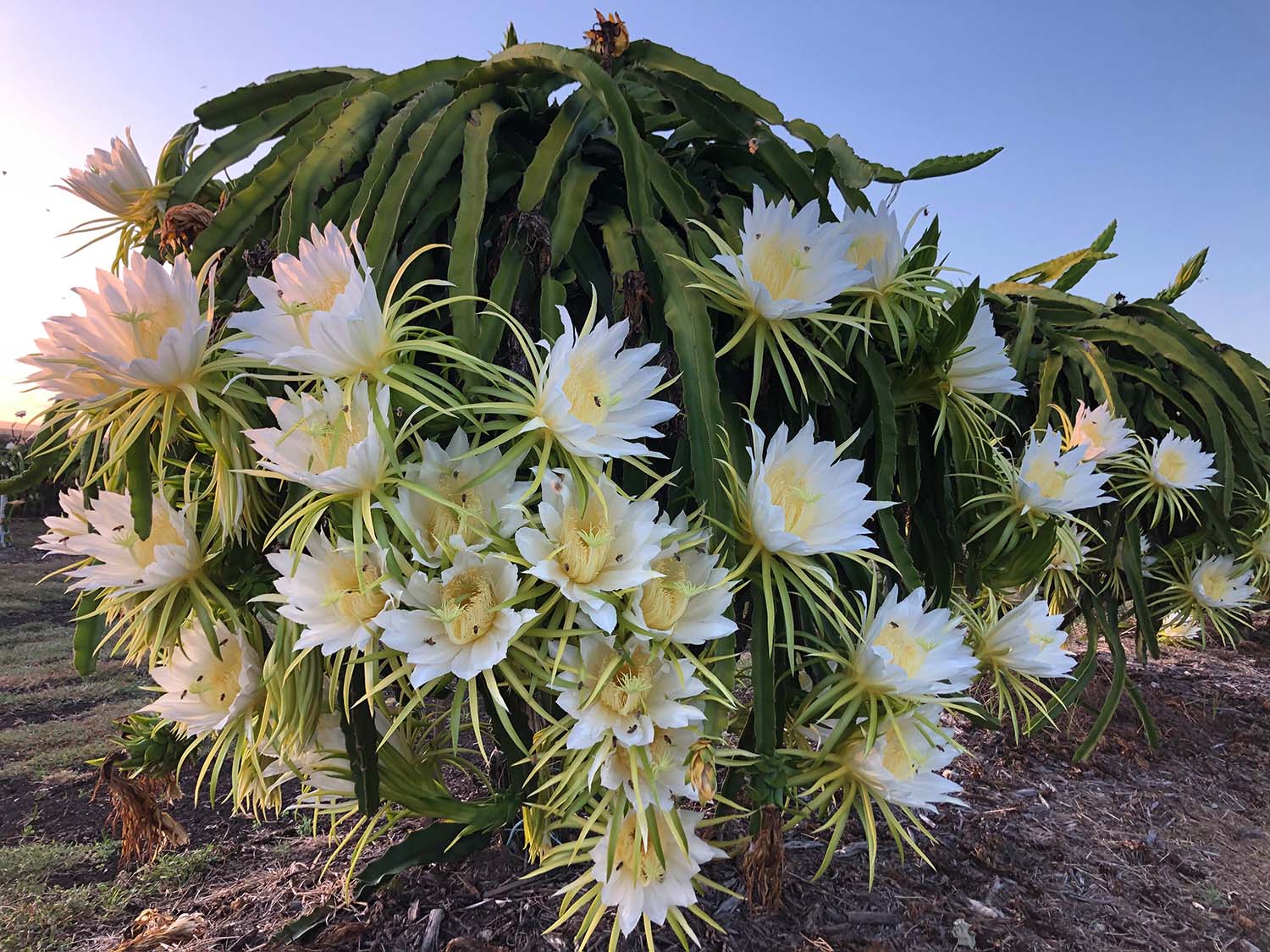 Meet Joe Mirarchi, Lychee Farmer | QCWA Country Kitchens