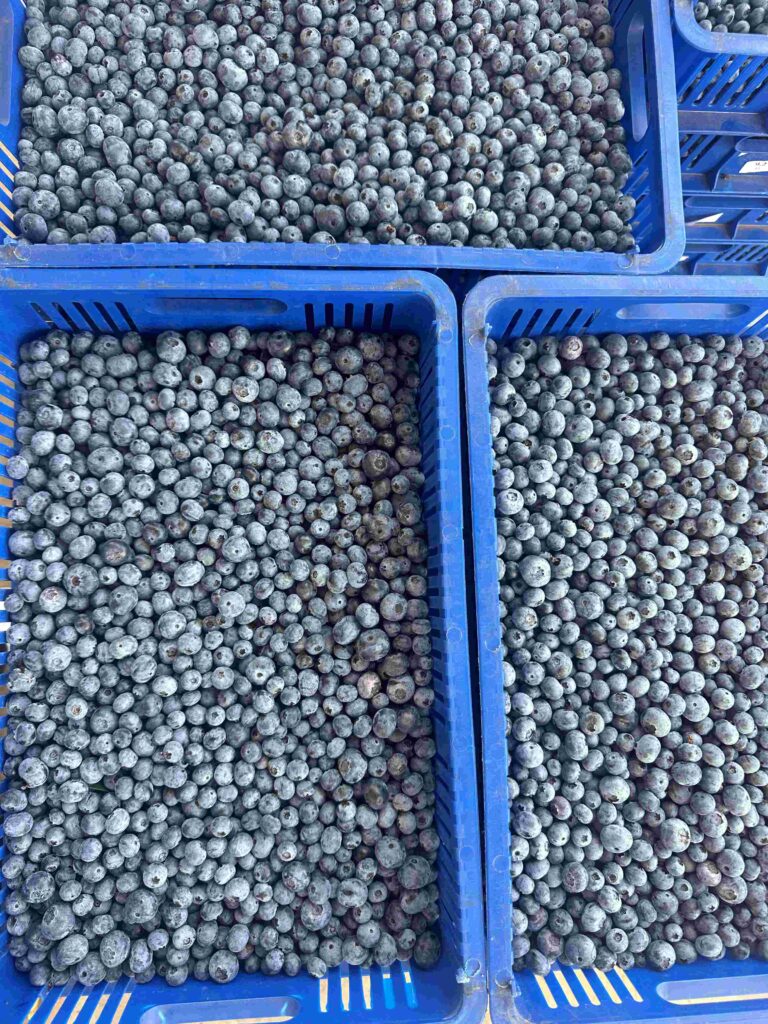 Meet Sally Jolly – Smart Berries | QCWA Country Kitchens