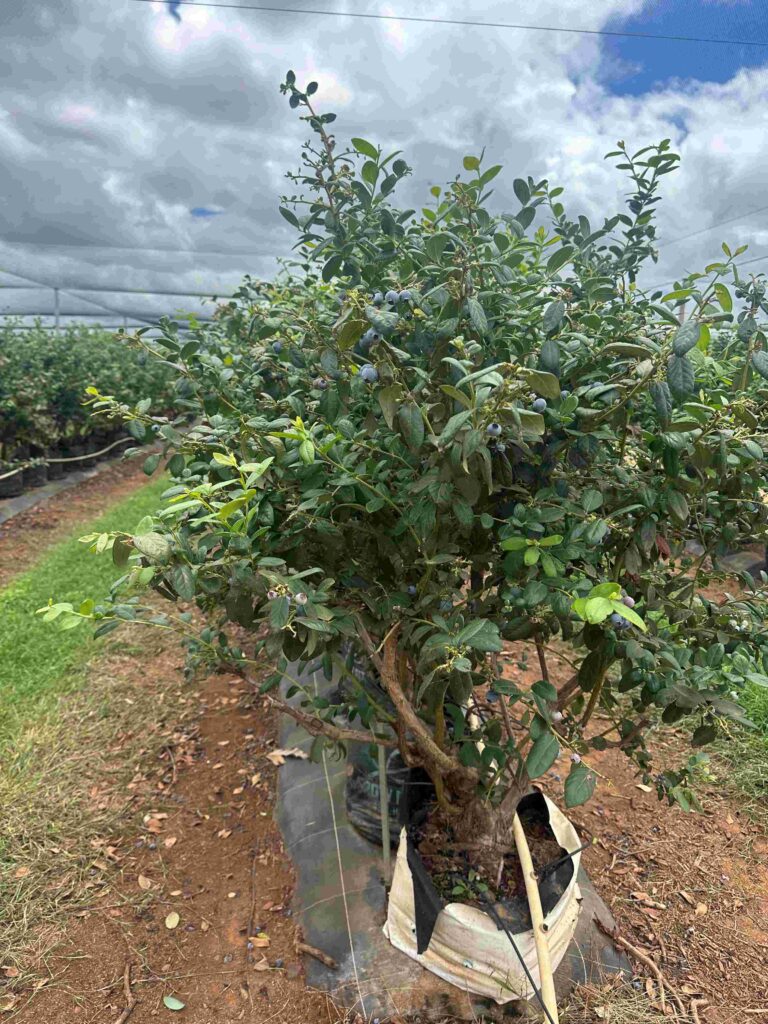 Meet Sally Jolly – Smart Berries | QCWA Country Kitchens