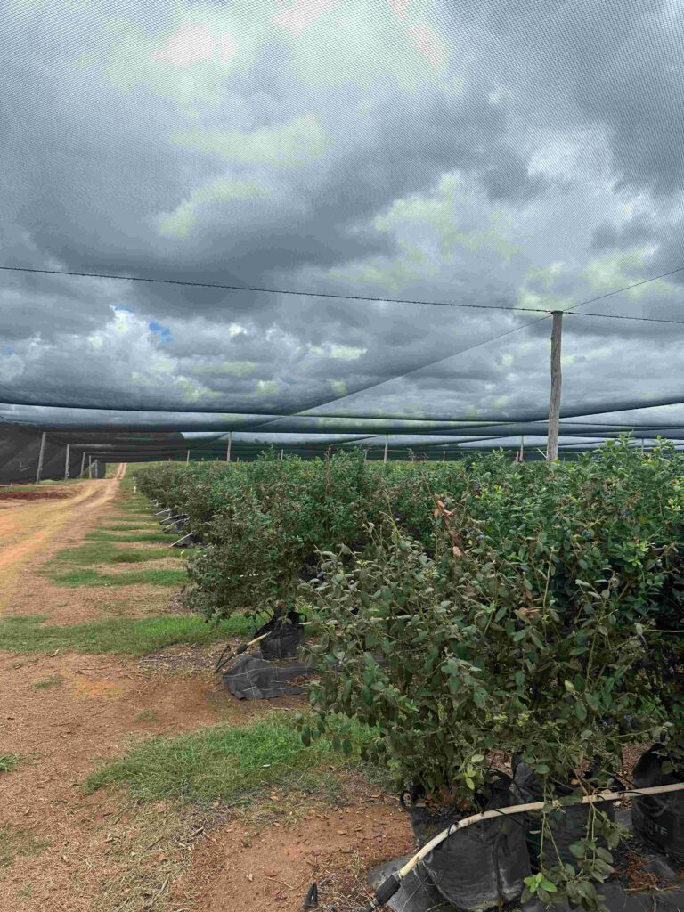 Meet Sally Jolly – Smart Berries | QCWA Country Kitchens